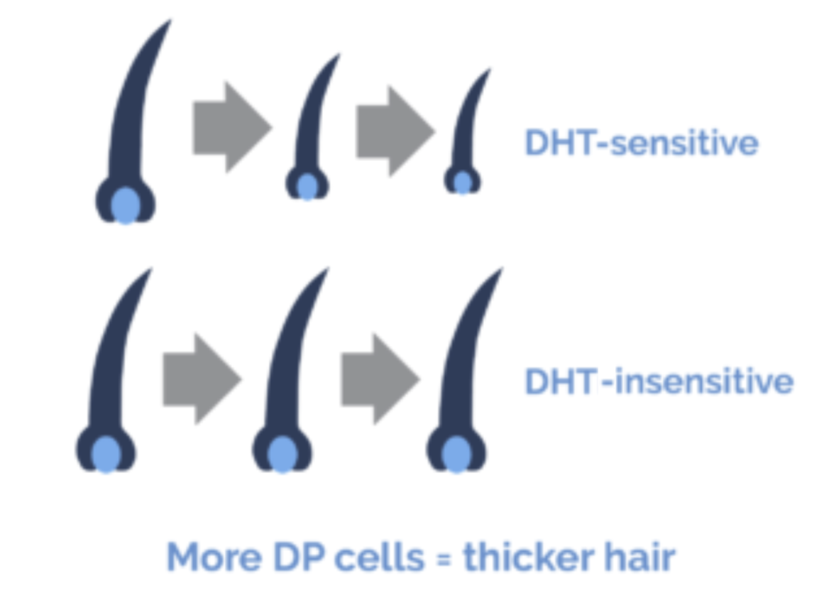 Hair Follicle Banking – Hairclone
